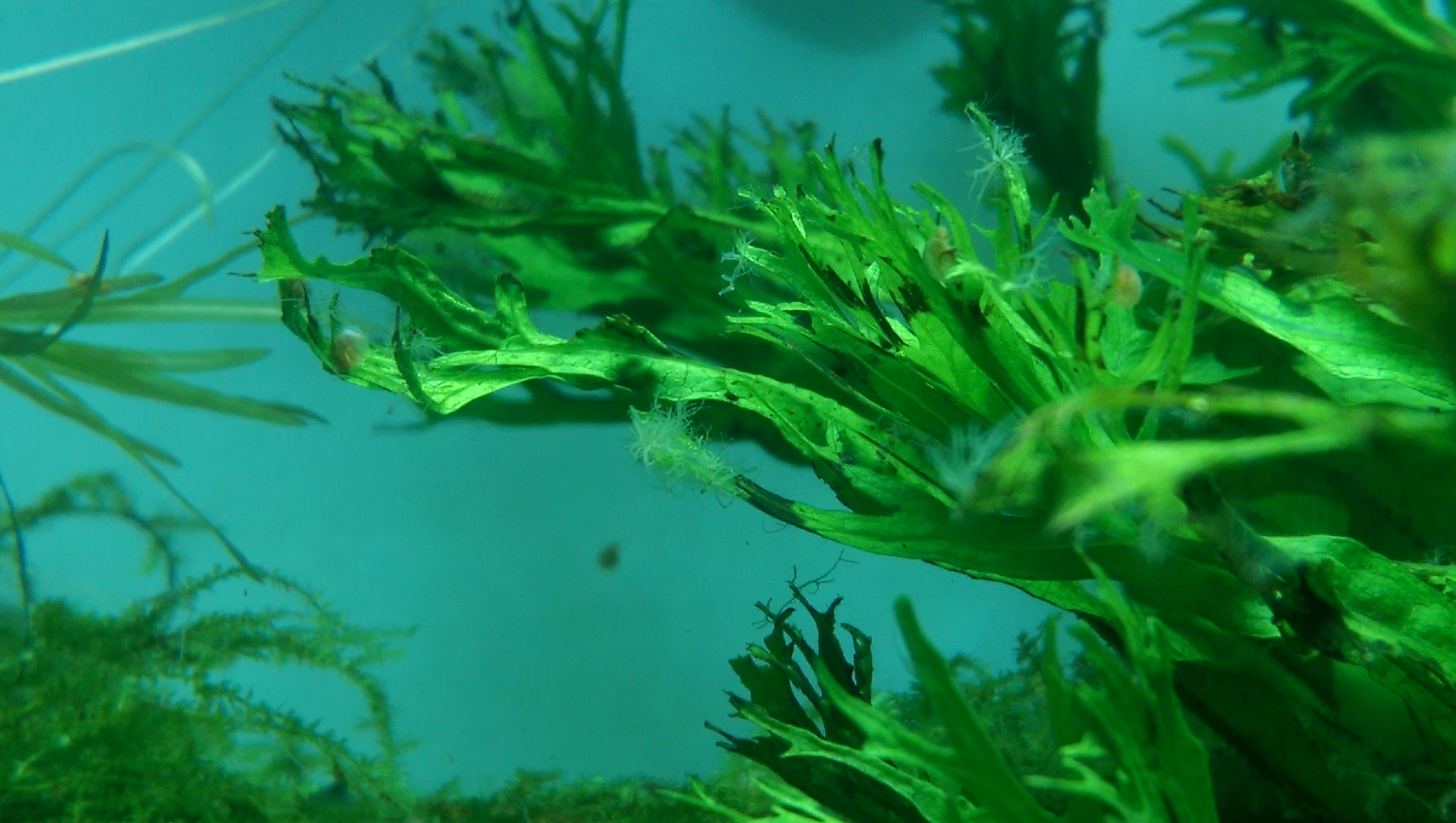 Netradičné doplnky vo výžive exotického vtáctva - riasa algolith ...